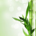 Bambu Chinês: Características, Como Cultivar e Fotos | Mundo Ecologia