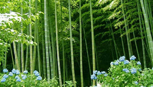 Bambu Chinês: Características, Como Cultivar e Fotos | Mundo Ecologia