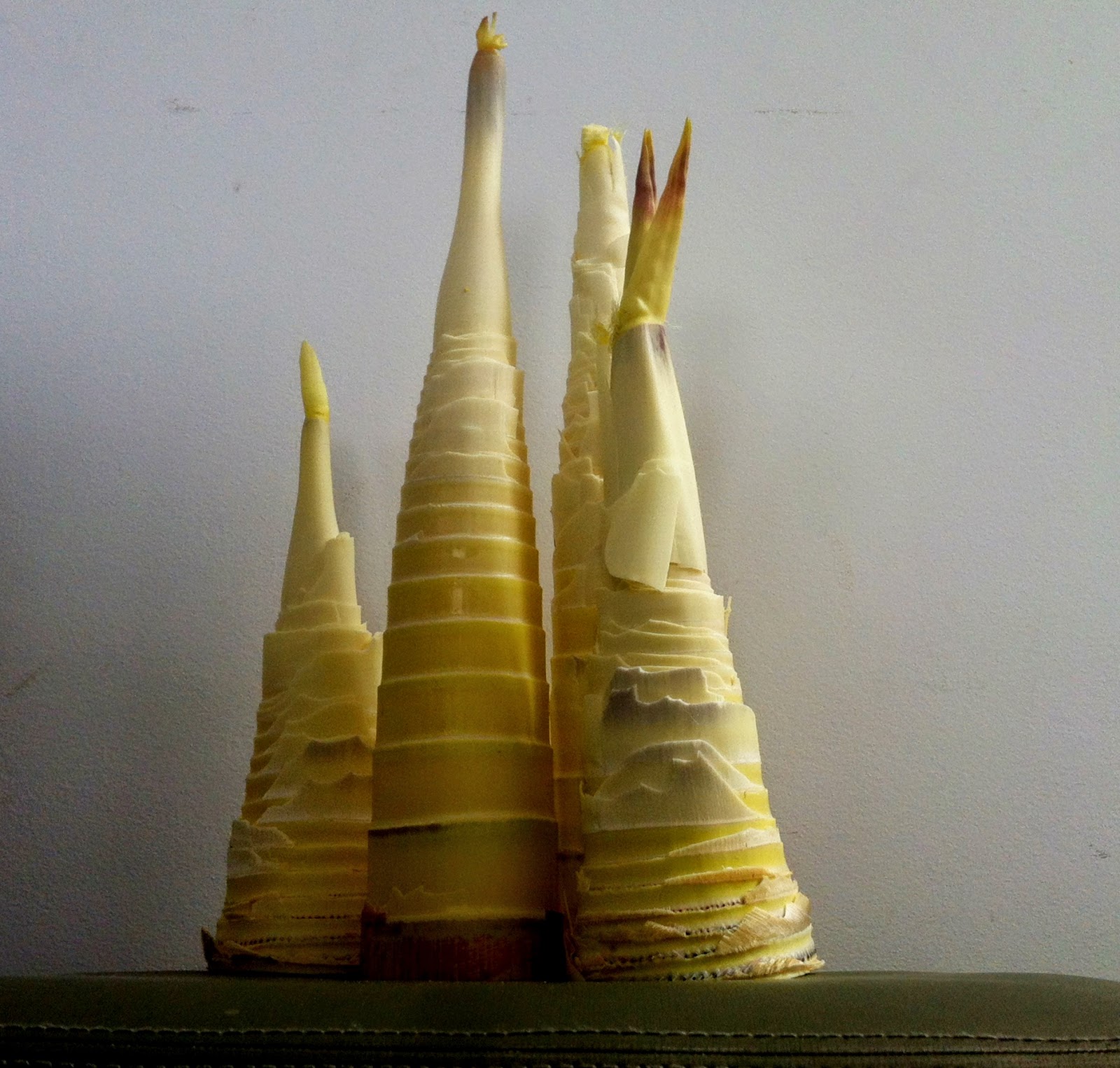 Bambu Chinês: Características, Como Cultivar e Fotos | Mundo Ecologia