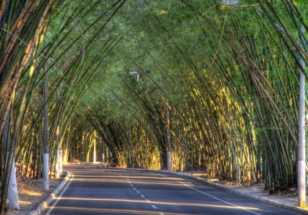 Tudo Sobre O Bambu – Características E Nome Científico | Mundo Ecologia