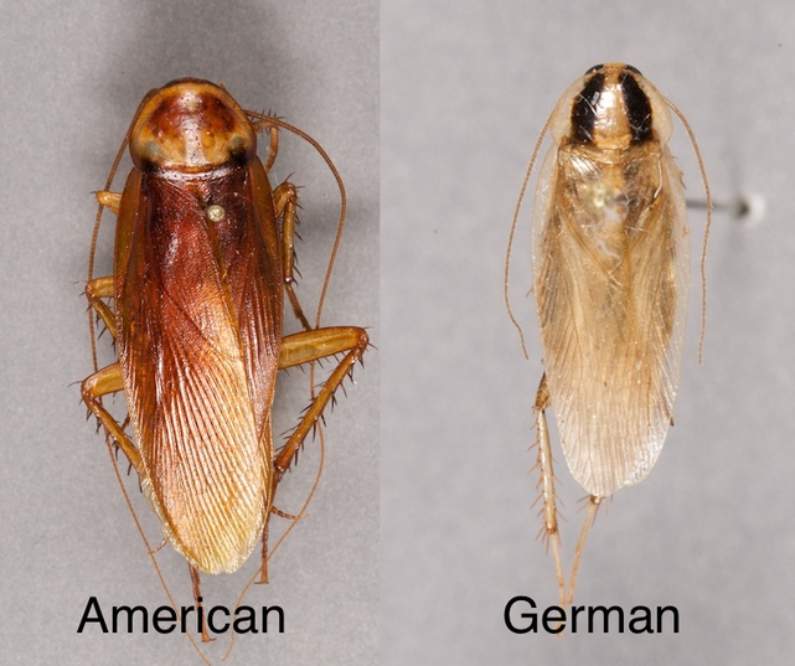 Barata Germânica: Características, Nome Científico e Fotos | Mundo Ecologia