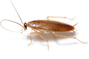 Barata Germânica: Características, Nome Científico e Fotos | Mundo Ecologia