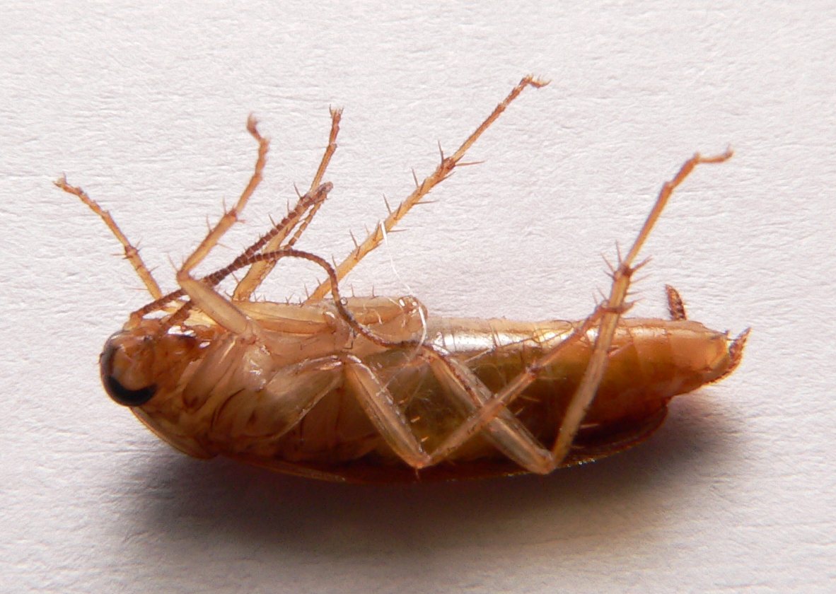 Barata Germânica: Características, Nome Científico e Fotos | Mundo Ecologia