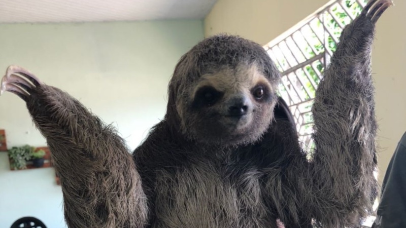 Por Que o Bicho Preguiça é Lento? Por Que Tão Devagar? | Mundo Ecologia