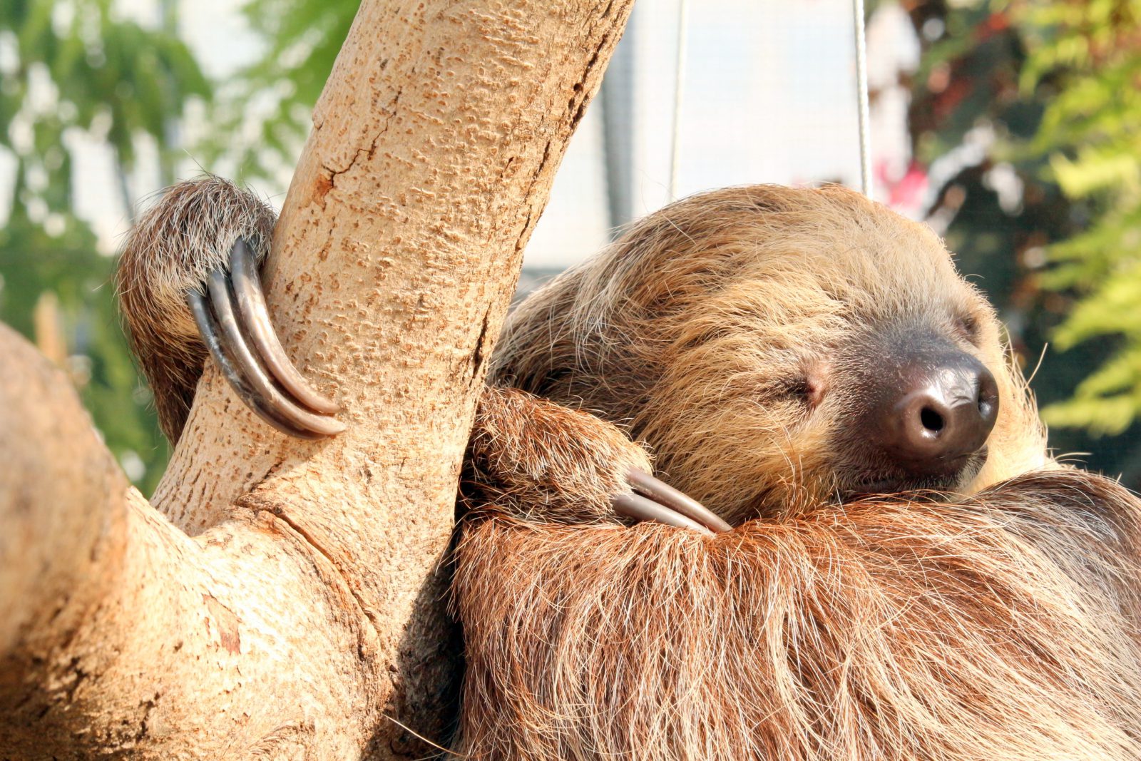 Onde Comprar Filhote de Bicho Preguiça Legalizado? – Mundo Ecologia