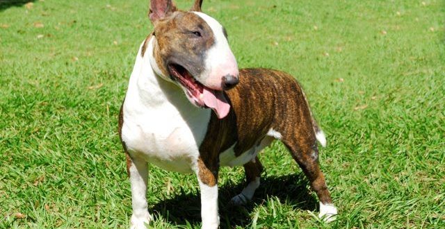 Bull Terrier Tigrado e Tricolor: Quais as Diferenças Entre Eles ...