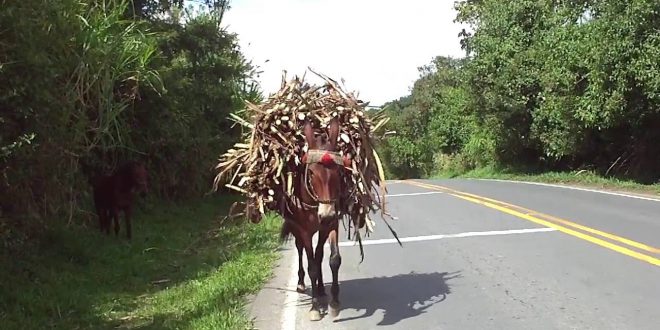 Quais São Os Animais De Carga? Por Que Eles São Utilizados? | Mundo ...