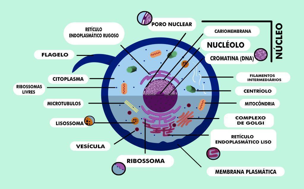 O que é o Córtex Celular e Para que Serve? | Mundo Ecologia