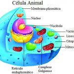 O que é o Córtex Celular e Para que Serve? | Mundo Ecologia