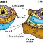 O que é o Córtex Celular e Para que Serve? | Mundo Ecologia