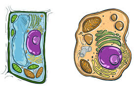 O que é o Córtex Celular e Para que Serve? | Mundo Ecologia