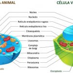 O que é o Córtex Celular e Para que Serve? | Mundo Ecologia