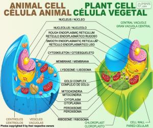 O que é o Córtex Celular e Para que Serve? | Mundo Ecologia