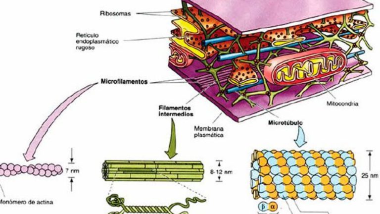 O que é o Córtex Celular e Para que Serve? | Mundo Ecologia