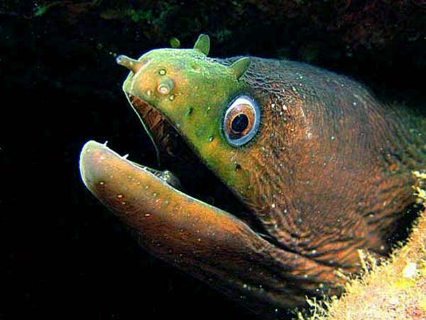 Animal Caramuru: Características, Nome Científico e Fotos | Mundo Ecologia