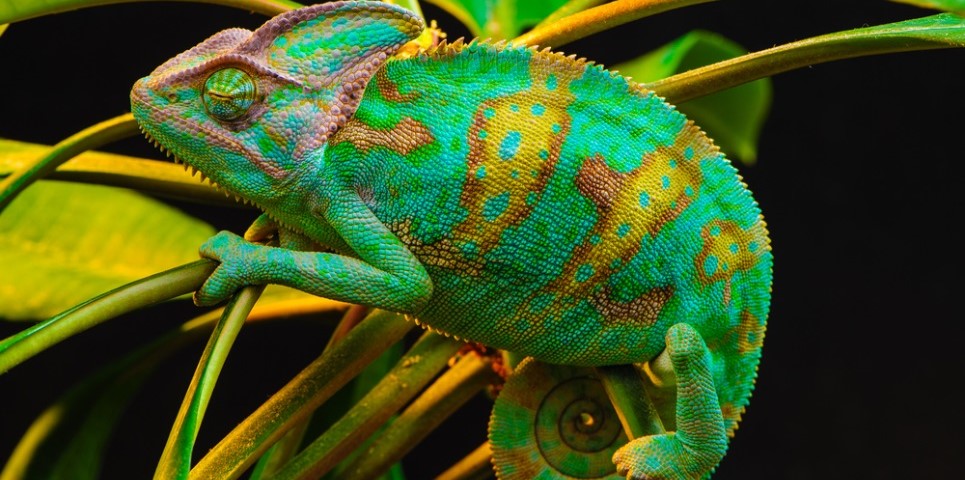 Camaleão: Curiosidades e Fatos Interessantes Sobre o Animal | Mundo ...