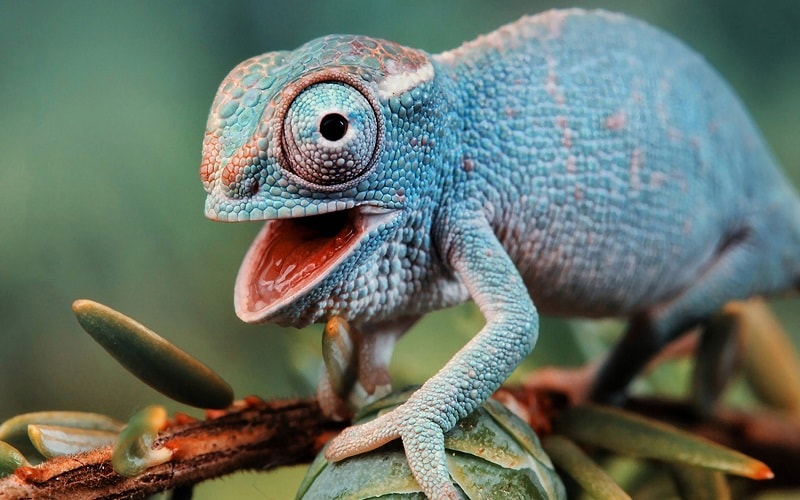 Camaleão: Curiosidades e Fatos Interessantes Sobre o Animal | Mundo ...