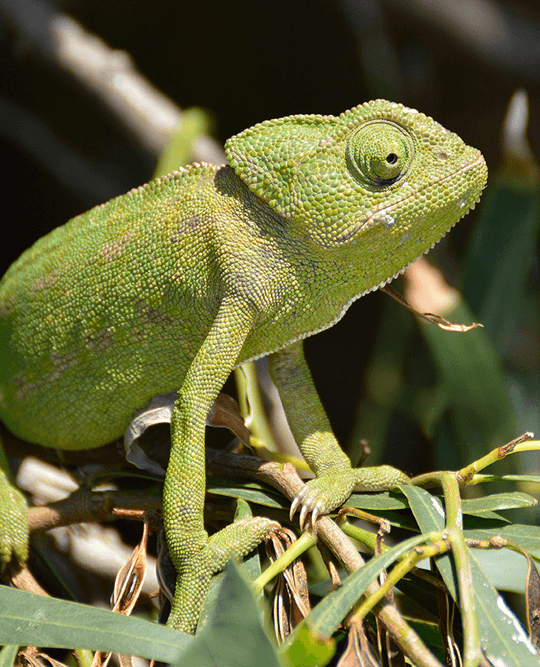 Qual o Preço de um Camaleão? Onde Conseguir Um? | Mundo Ecologia