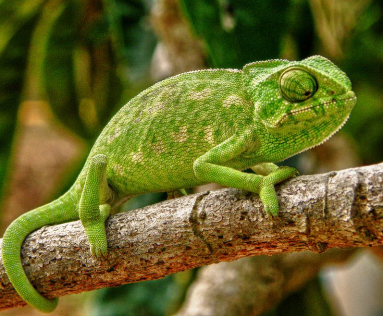 Lista De Tipos De Camaleão – Espécies Com Nome E Fotos – Mundo Ecologia