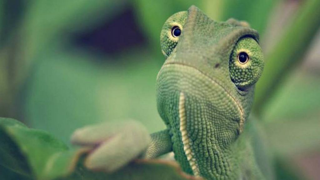 Qual é a Cor Natural do Camaleão? Por Que Ele Muda de Cor? | Mundo Ecologia