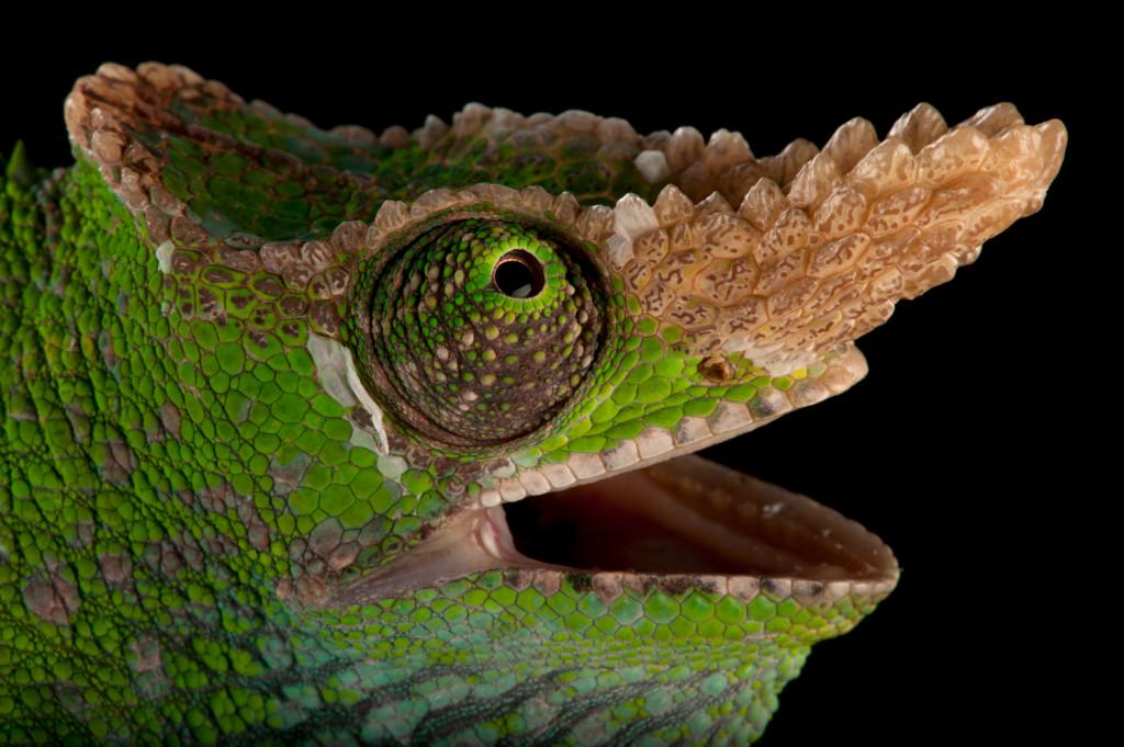 Camaleão Kinyongia: Características, Habitat e Fotos – Mundo Ecologia