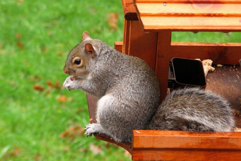 História do Esquilo e Origem do Animal | Mundo Ecologia