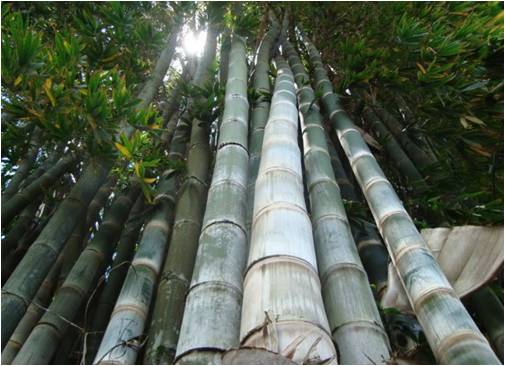 Ficha Técnica do Bambu: Raiz, Folhas e Caule – Mundo Ecologia