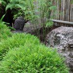 Ficha Técnica do Bambu: Raiz, Folhas e Caule – Mundo Ecologia