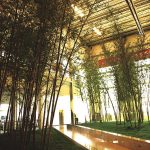 Ficha Técnica do Bambu: Raiz, Folhas e Caule – Mundo Ecologia