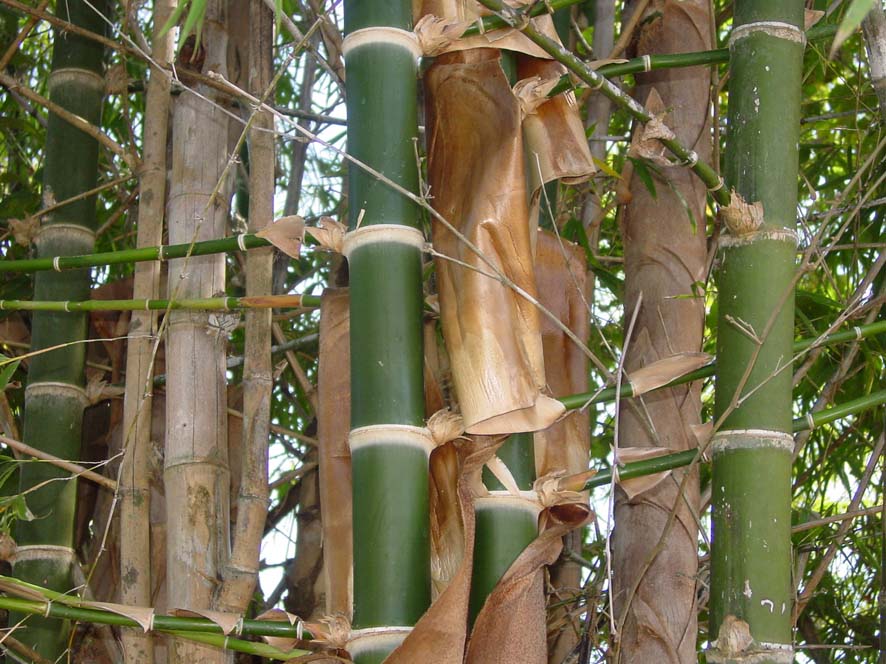 Ficha Técnica do Bambu: Raiz, Folhas e Caule – Mundo Ecologia