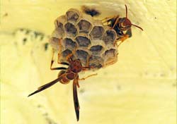 Marimbondo-Caçador: Características, Nome Cientifico – Mundo Ecologia