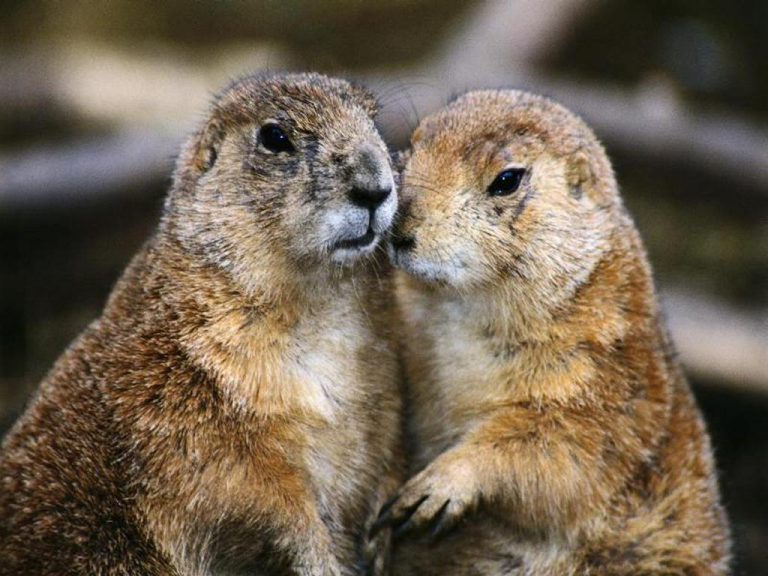 Marmota Curiosidades e Fatos Interessantes Sobre o Animal | Mundo Ecologia