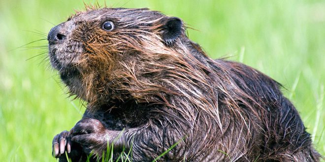 Quais São os Predadores do Castor e Seus Inimigos Naturais? | Mundo ...