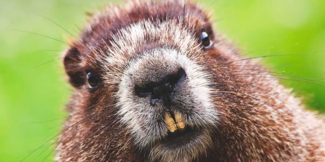 História do Castor e Origem do Animal | Mundo Ecologia