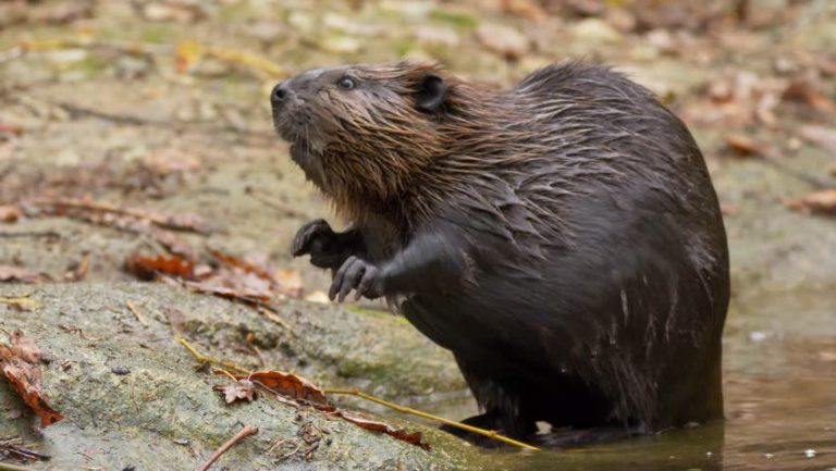 Espécies De Castor: Lista Com Tipos, Nomes E Fotos | Mundo Ecologia