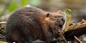 Espécies De Castor: Lista Com Tipos, Nomes E Fotos | Mundo Ecologia