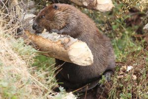 Espécies De Castor: Lista Com Tipos, Nomes E Fotos | Mundo Ecologia