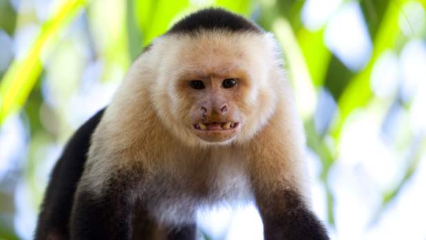 Macaco Prego-de-Cara-Branca da América Central: Curiosidades – Mundo ...