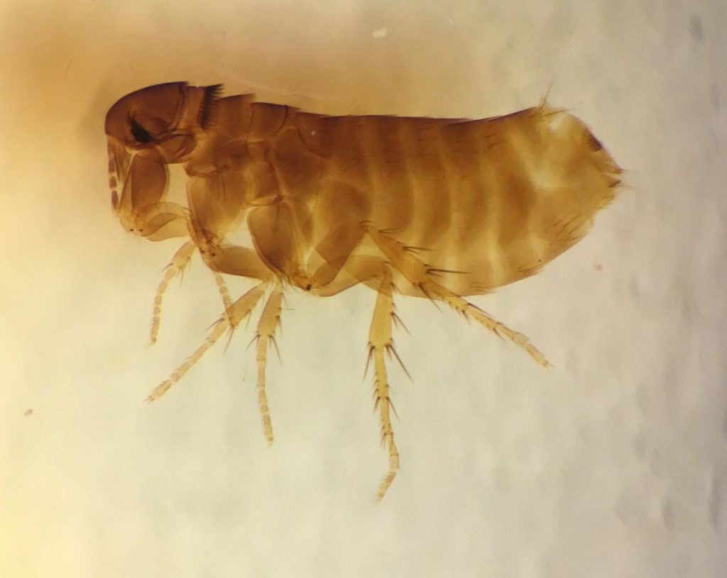 Pulga Das Aves: Características, Nome Científico E Fotos | Mundo Ecologia