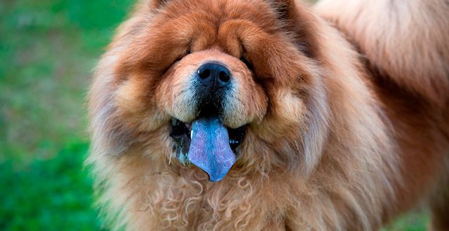 História do Chow Chow, Personalidade e Origem da Raça | Mundo Ecologia