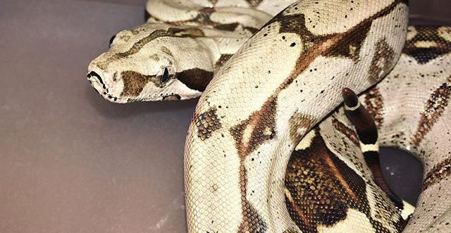 Cobra Boa Constrictor Sabogae: Características, Habitat e Fotos | Mundo ...