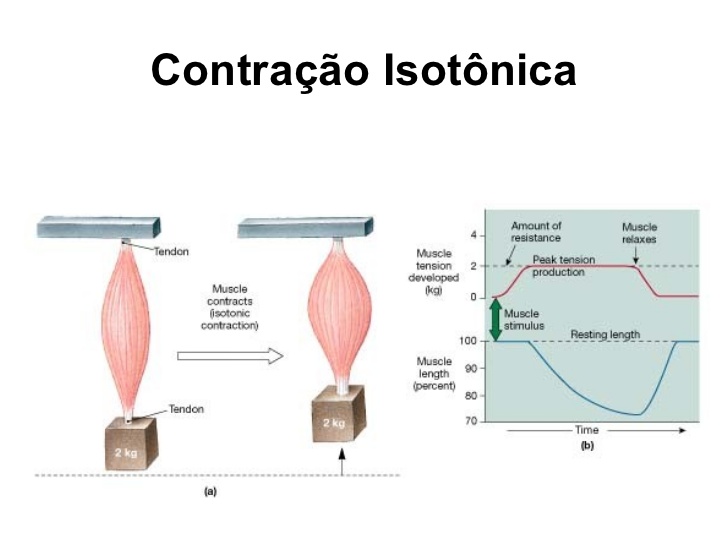 Como Ocorre a Contração Muscular Actina e Miosina | Mundo Ecologia