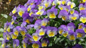 Tipos de Flor Amor Perfeito: Espécies com Nomes, Cultivo e Fotos ...