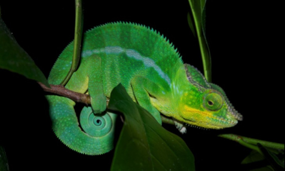 Qual é a Cor Natural do Camaleão? Por Que Ele Muda de Cor? | Mundo Ecologia