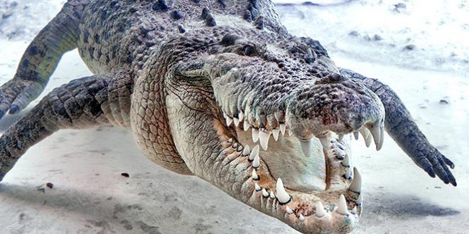 Historia do crocodilo, origem e evolução | Mundo Ecologia