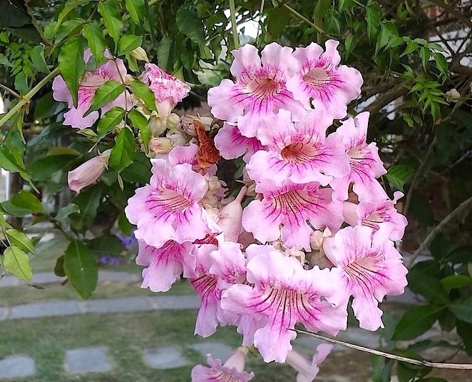 Sete-Léguas: Curiosidades e Fatos Interessantes Sobre a Planta | Mundo ...