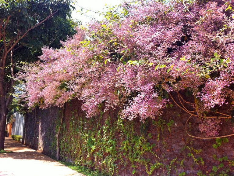 Como Cuidar da Planta Sete-Léguas, Fazer Mudas e Podar | Mundo Ecologia