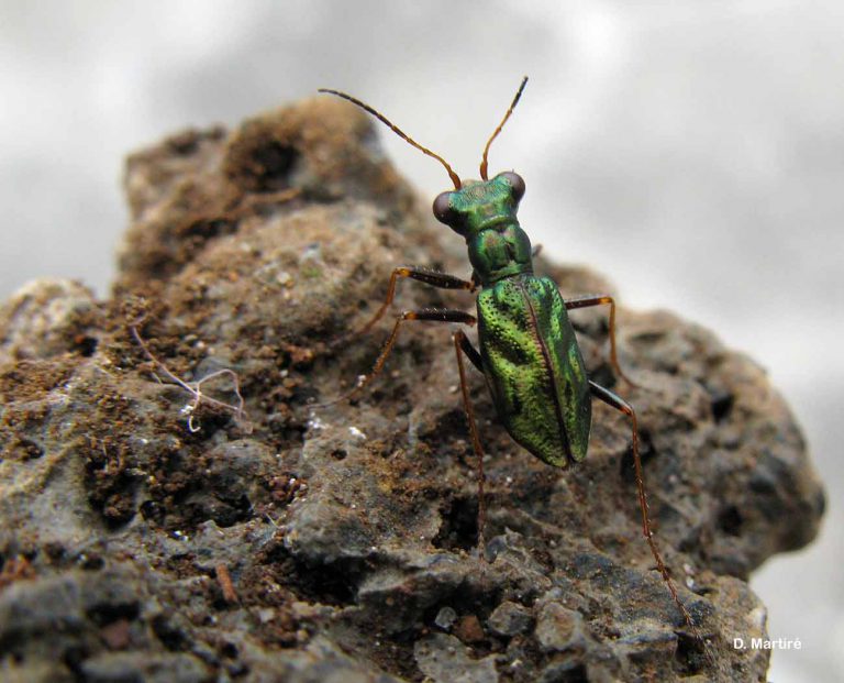 Besouro-Tigre: Características, Nome Cientifico e Fotos | Mundo Ecologia