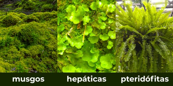 Por que As Briófitas Vivem Em Lugares Úmidos? | Mundo Ecologia