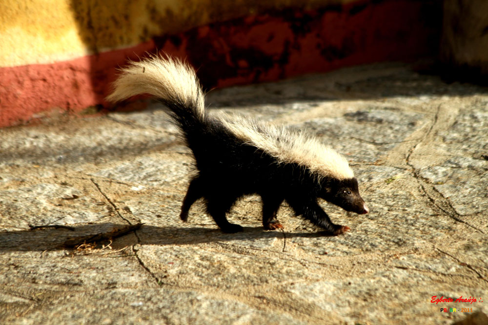 Cangambá: Características e Fotos – Mundo Ecologia